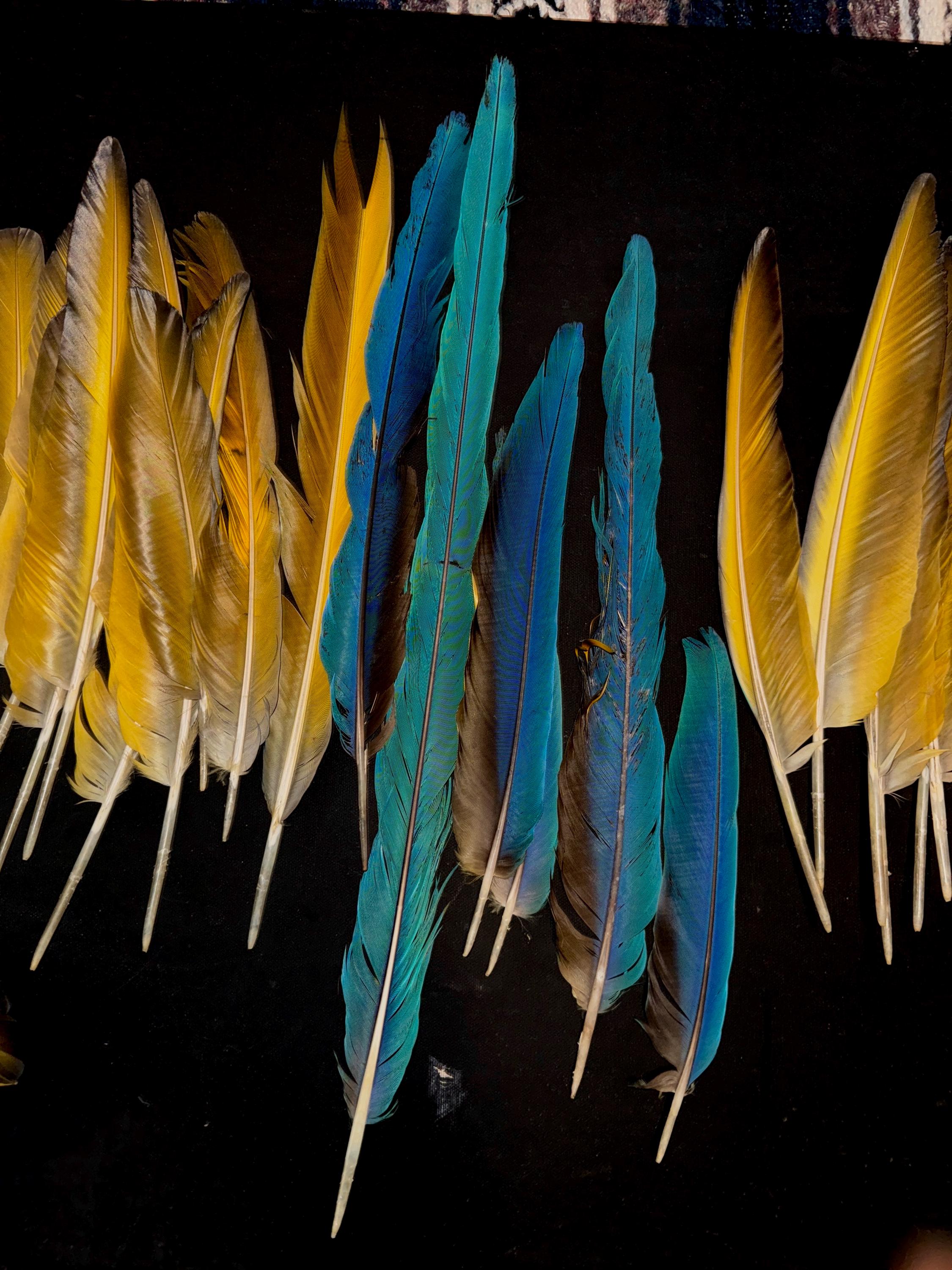 45 Blue and Gold Macaw Feathers From Moe and Polly - Etsy