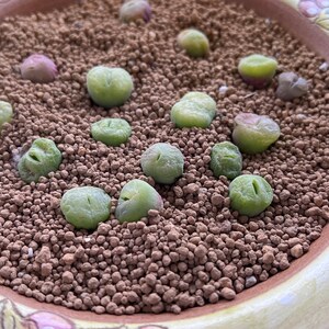 1lb Akadama Kiryu Bonsai Soil for Cactus Succulents Bonsai Plants ...