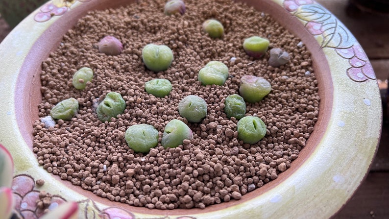1lb Akadama Kiryu Bonsai Soil for Cactus Succulents Bonsai Plants ...