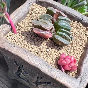 1lb Akadama Kiryu Bonsai Soil for Cactus Succulents Bonsai Plants ...