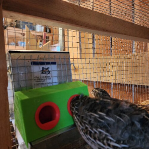 5 in Chick and Quail Feeder Attachment for a 5 Inch J Feeder - Etsy