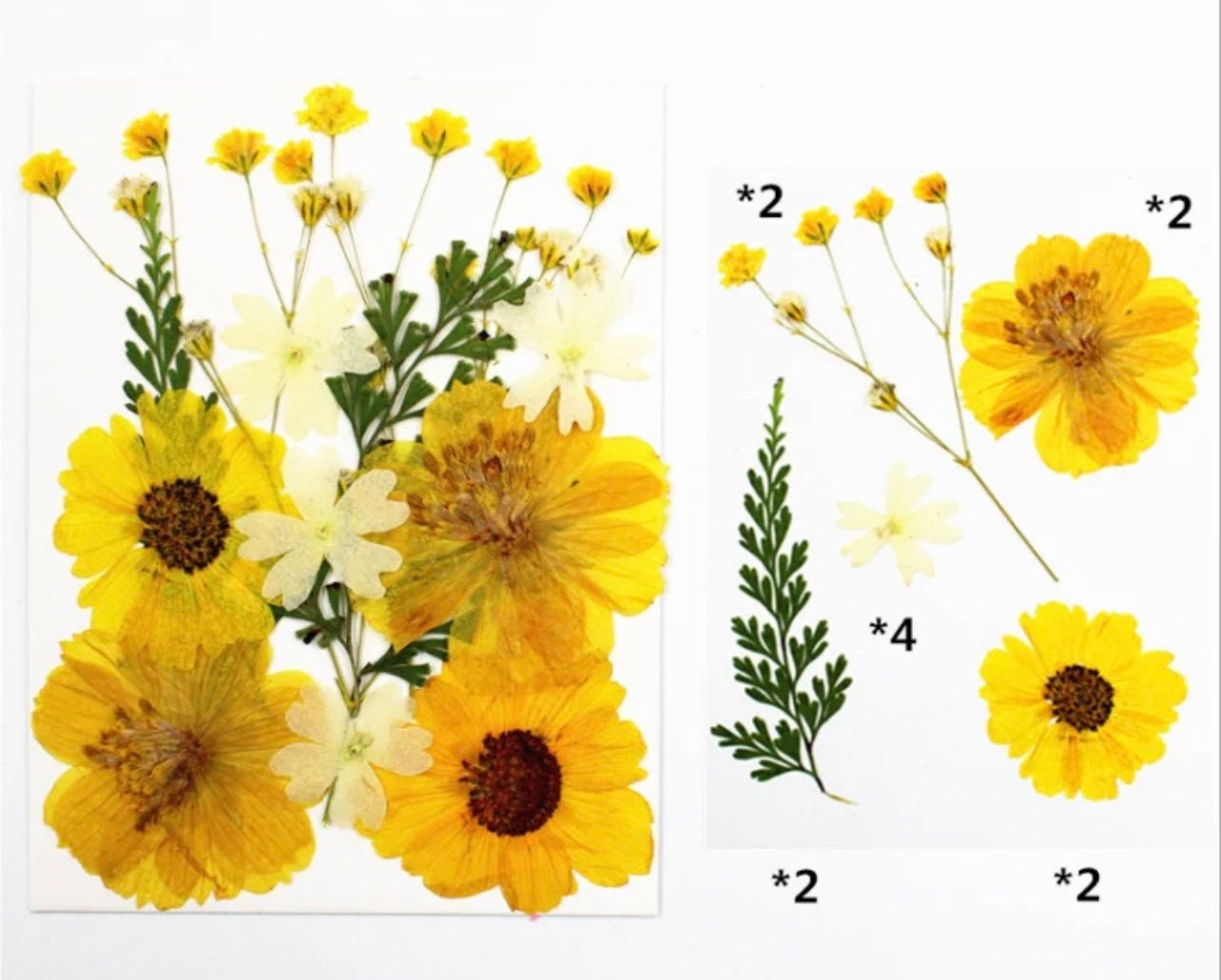 Dried Pressed Real Flowers for Decoration Crafts Art Resin - Etsy UK