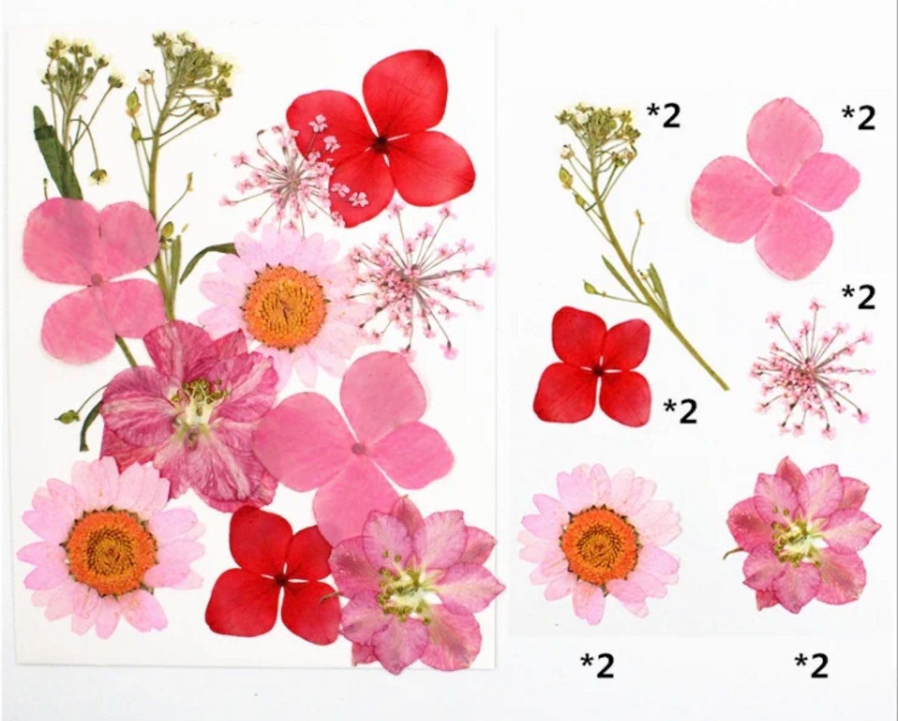 Dried Pressed Real Flowers for Decoration Crafts Art Resin - Etsy UK