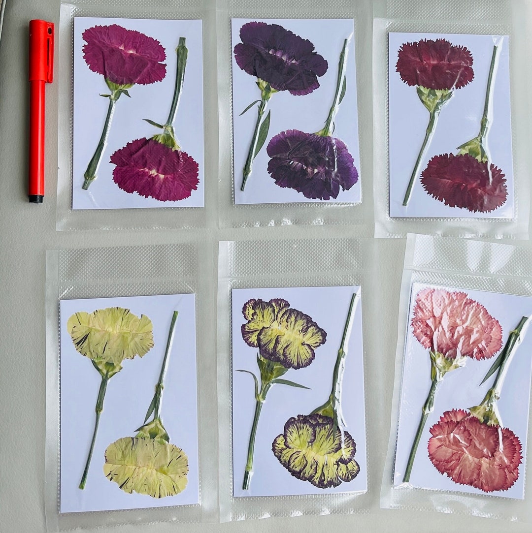 Large Carnation - Dried Pressed Real Flowers for Decoration Crafts Art ...