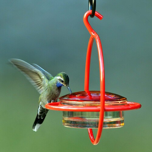 Set of 3 Hummble Slim Hummingbird Feeder - Etsy