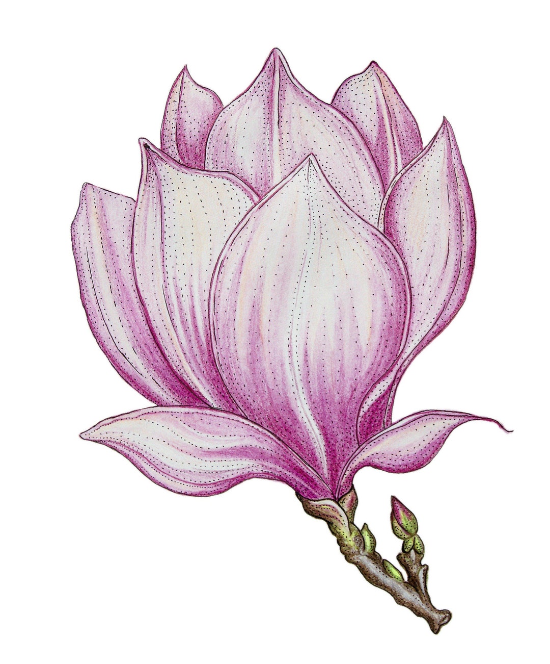 Magnolia Print - Etsy