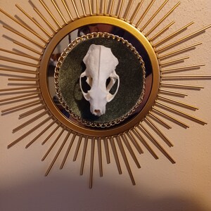 Sunburst Skull Mirror, Mid Century Modern Mounted Animal Bone, Green ...