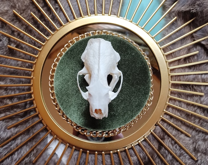 Sunburst Skull Mirror, Mid Century Modern Mounted Animal Bone, Green ...