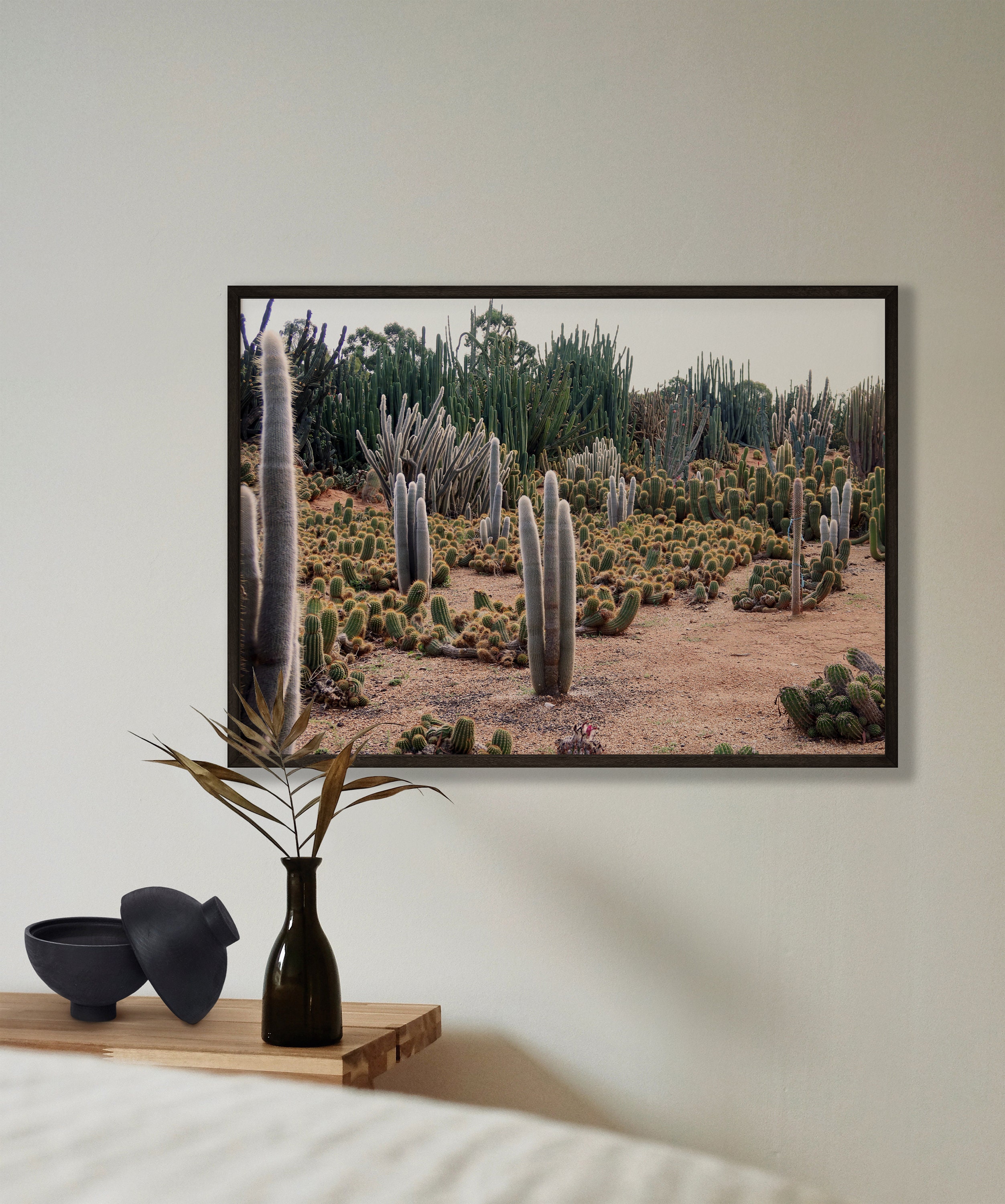 Australian Desert Cactus