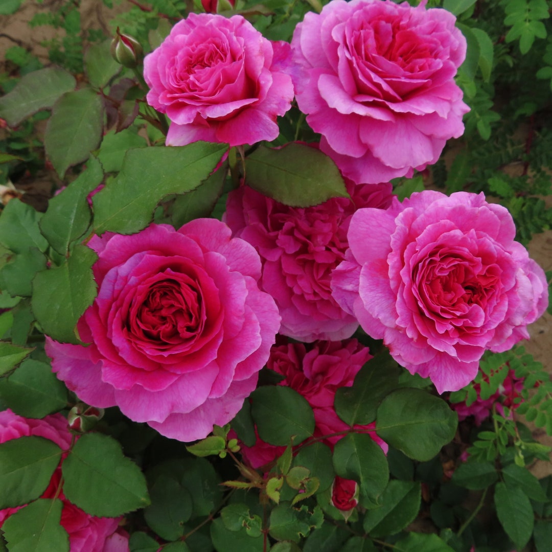 Live Plant Rose gabriel Oak Cabbage Rose Blooms Four Seasons - Etsy