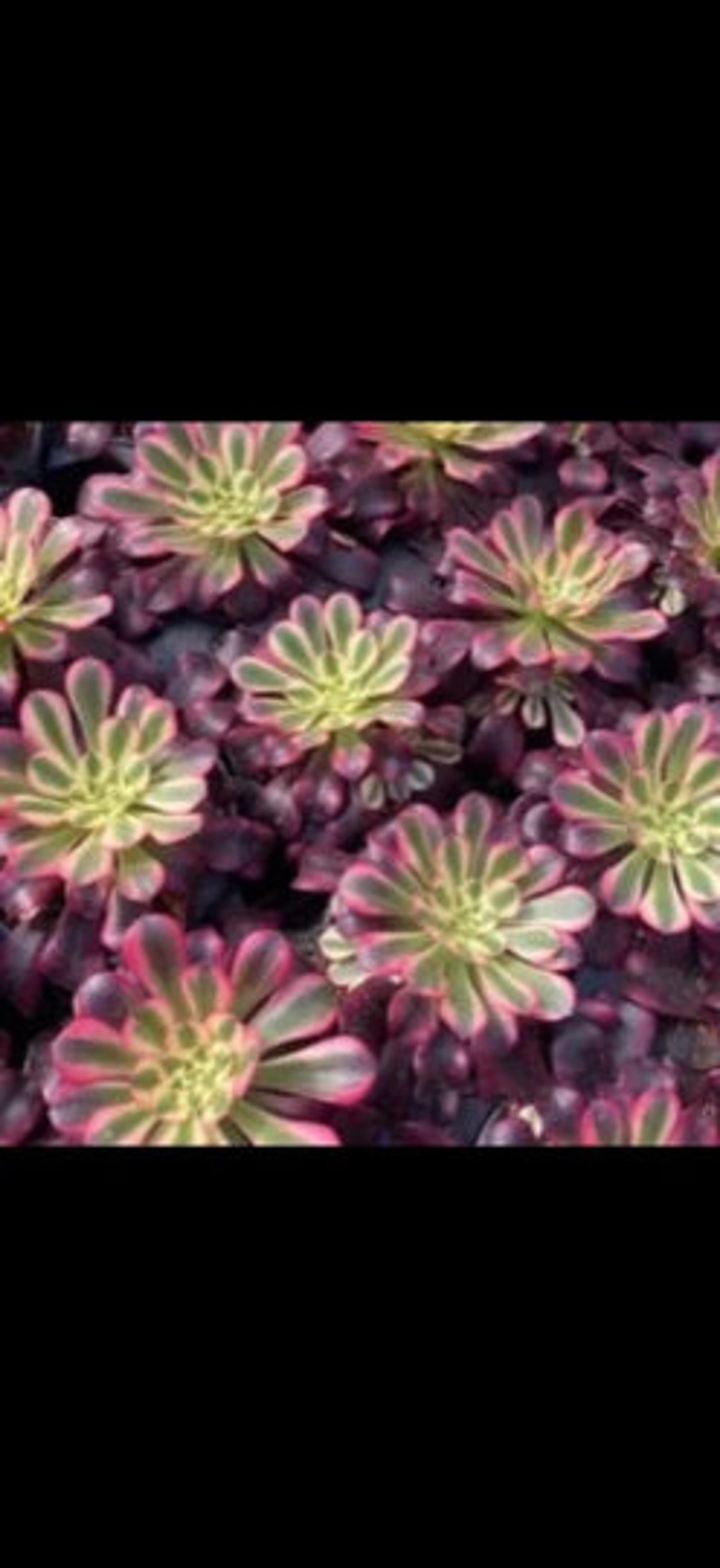 Rare Succulent Aeonium Medusa Variegated - Etsy