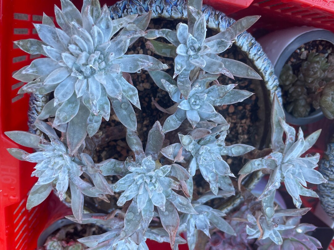 Rare Succulent Dudleya Farinose Old Trunk Big Cluster - Etsy