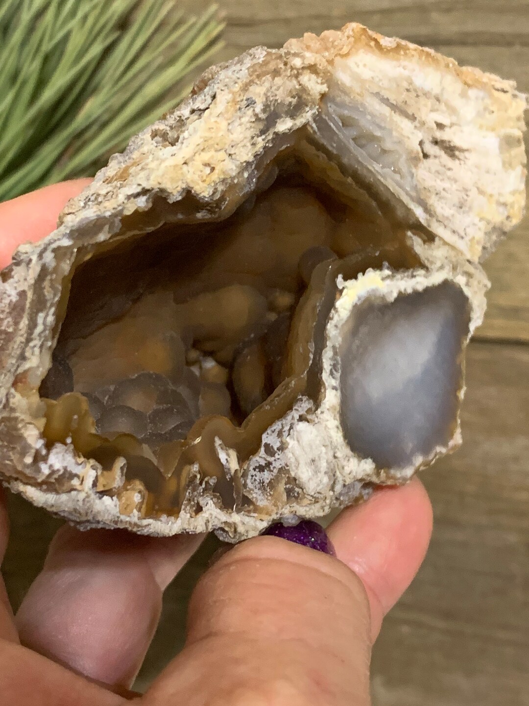 Fluorescent Fossilized Coral 1/2 Geode From Florida/ Fossil Specimen ...