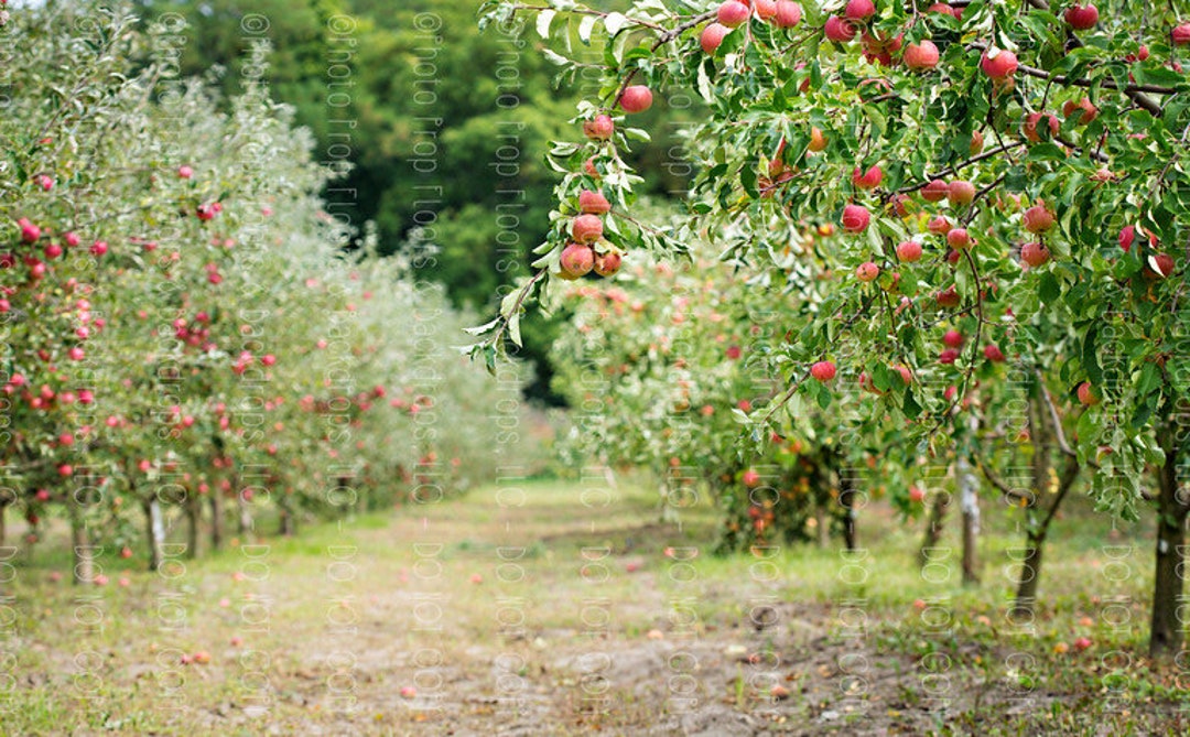Apple Orchard Photography Backdrop - Red, Trees, Fall, Leaves, Forest ...