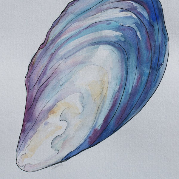 Mussel Shells - Etsy