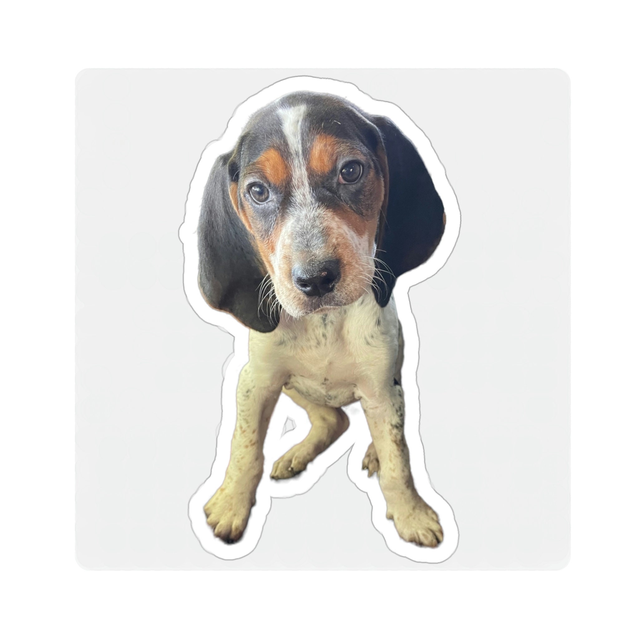 Bluetick Coonhound Puppies Newborn