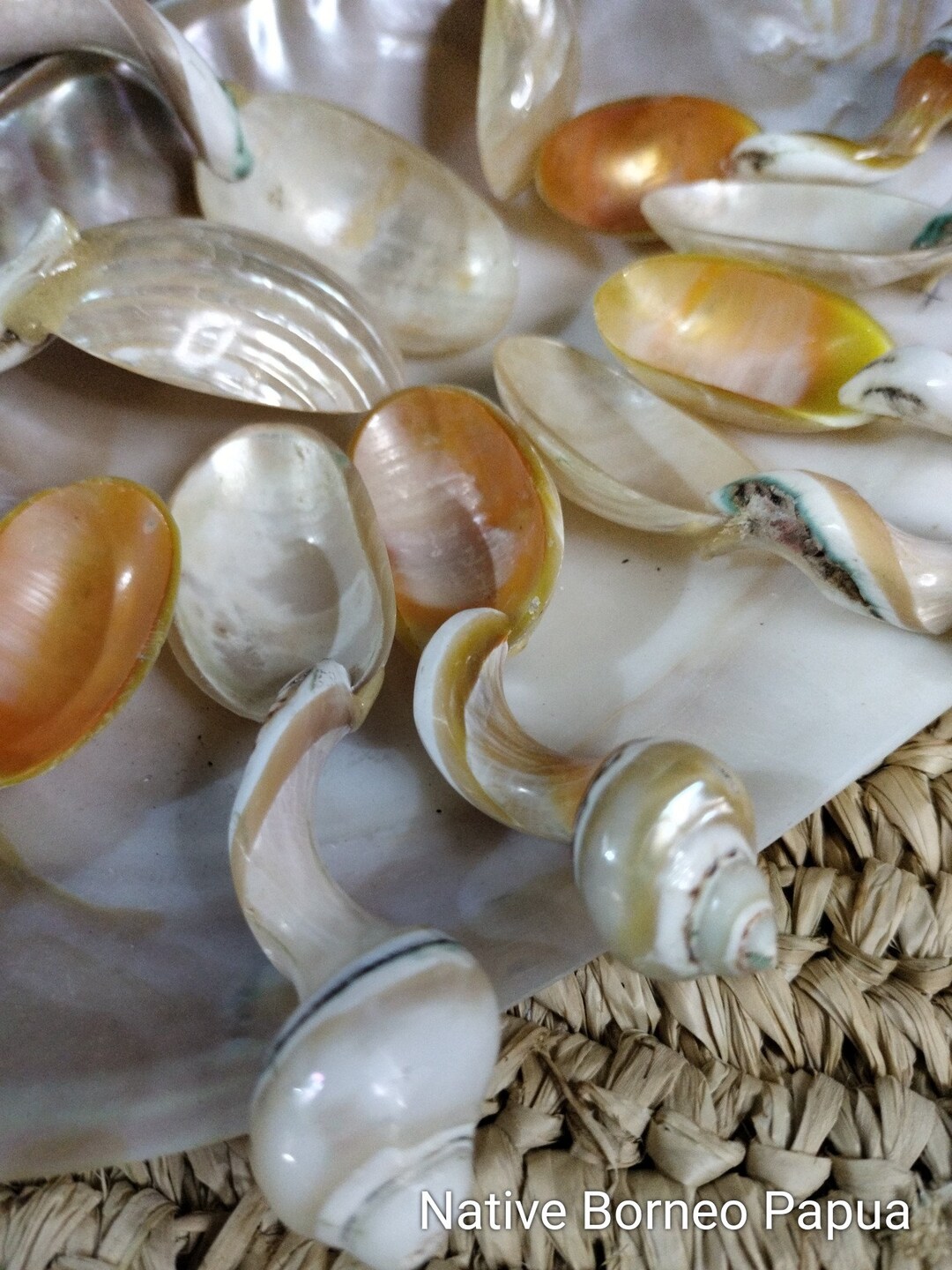 Wholesale Sea Shell Spoon , Sugar Tea Coffee Scoop, Caviar Spoon, Shell ...