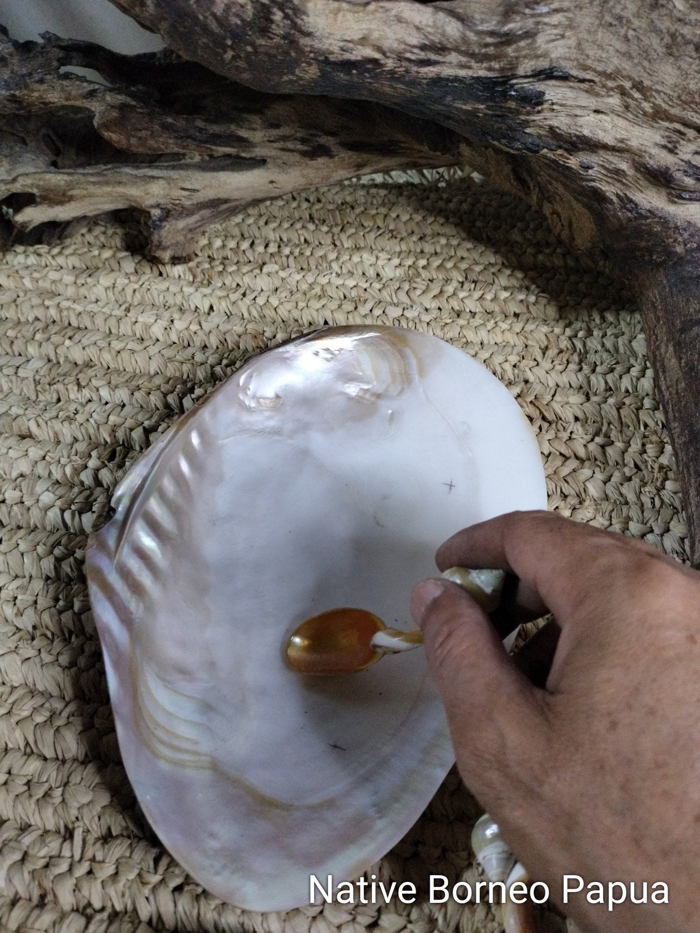 Wholesale Sea Shell Spoon Sugar Tea Coffee Scoop Caviar - Etsy