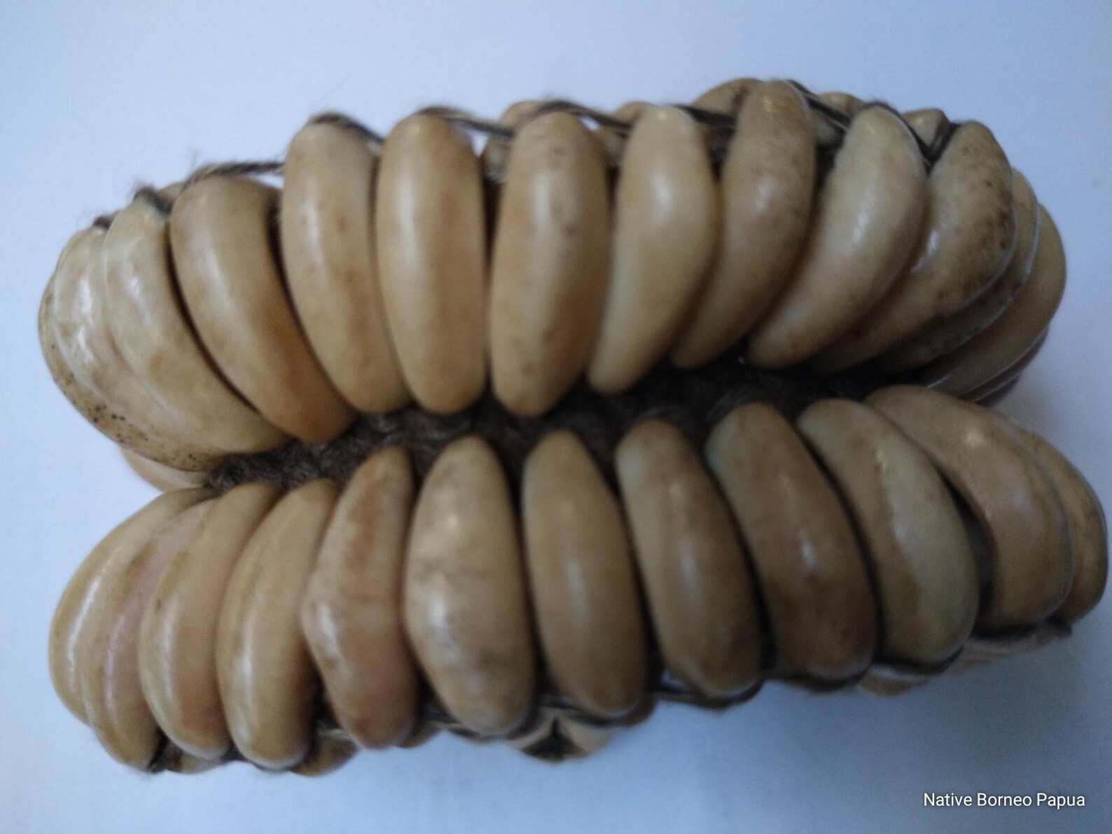 Handmade Cowry Shell Bracelet: Natural Kauri Shell, Adjustable - Etsy