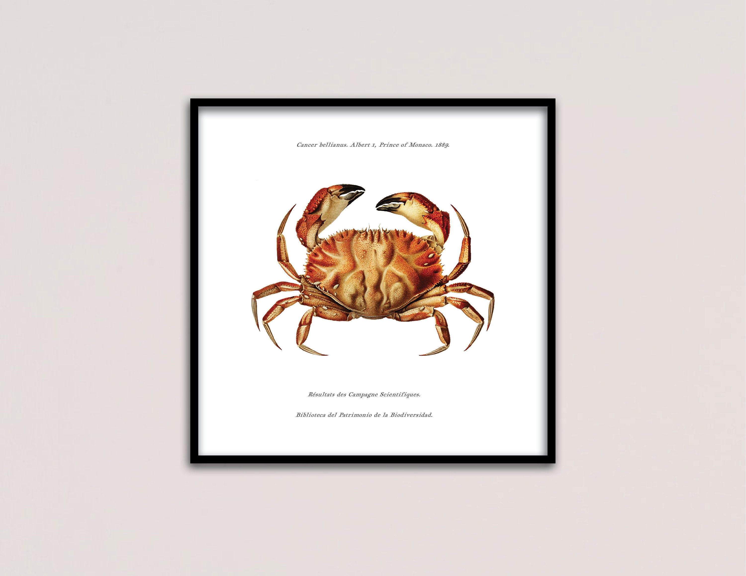 10x10 Vintage Crab Print Vintage Cancer Bellianus Print - Etsy
