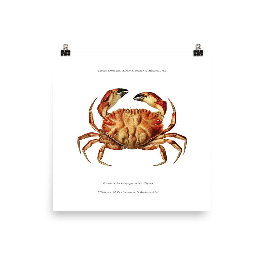 10x10 Vintage Crab Print Vintage Cancer Bellianus Print - Etsy