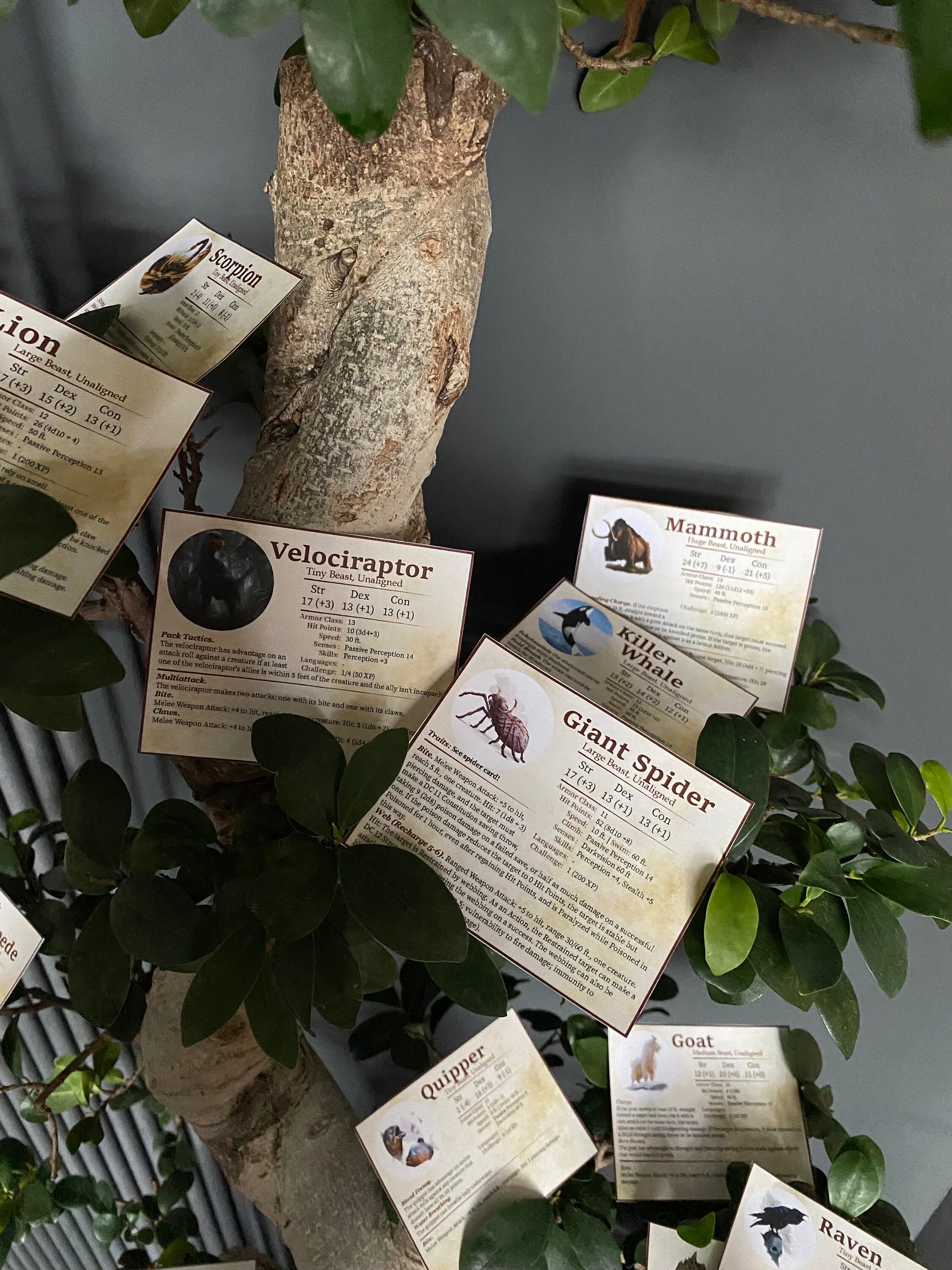 Pack 2: Druid Wild Shape Shaping Shapeshift Shifting Cards 5e Original ...