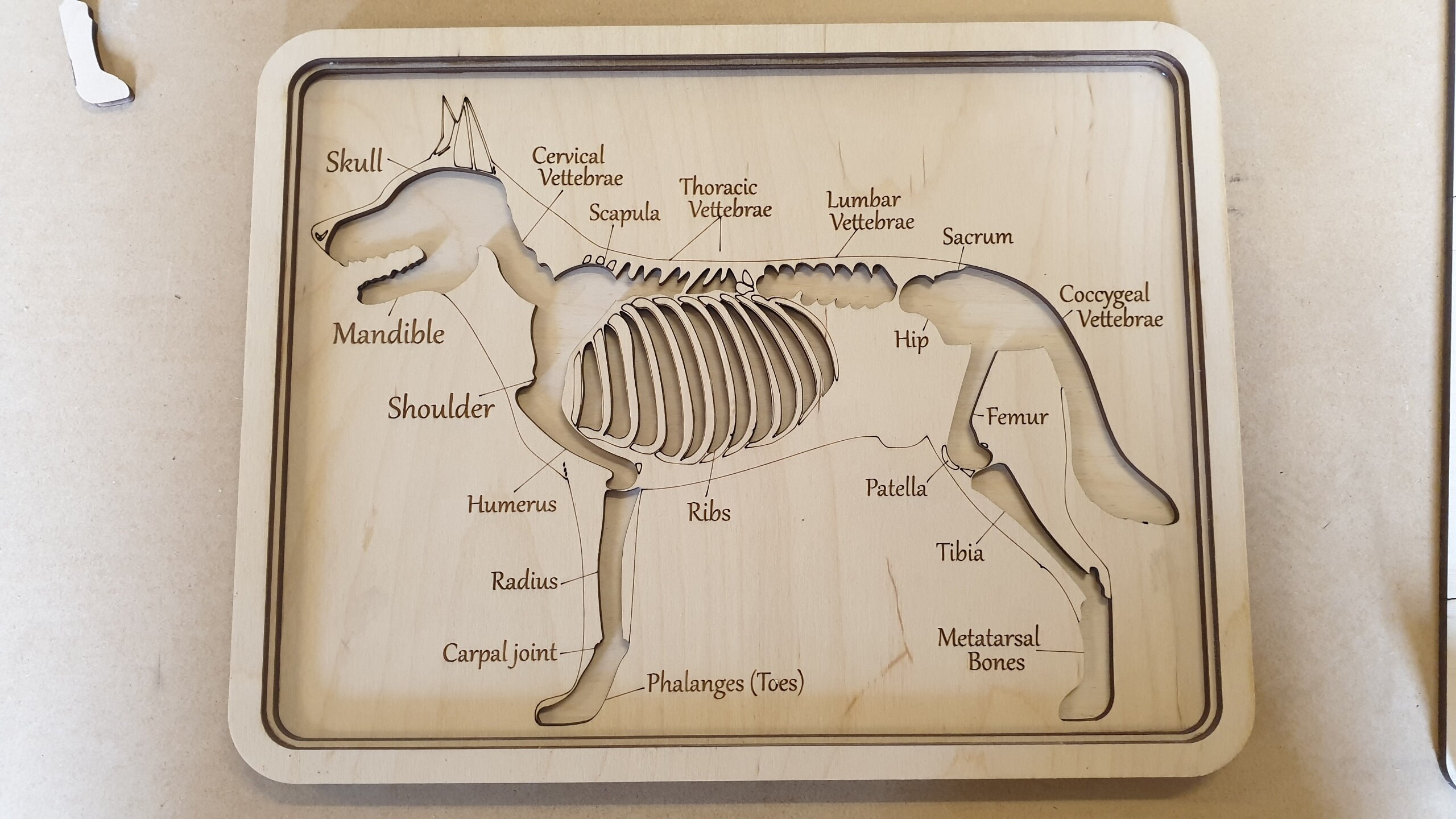 Dog Anatomy Multi Layer Puzzle, Educational, Laser Cut, Wood - Etsy