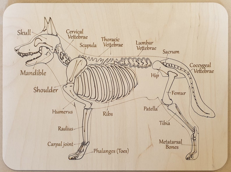Dog Anatomy Multi Layer Puzzle, Educational, Laser Cut, Wood - Etsy