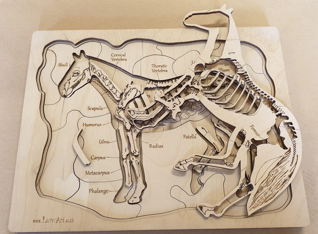 Horse Anatomy Multi Layer Puzzle, Educational, Laser Cut, Wood - Etsy