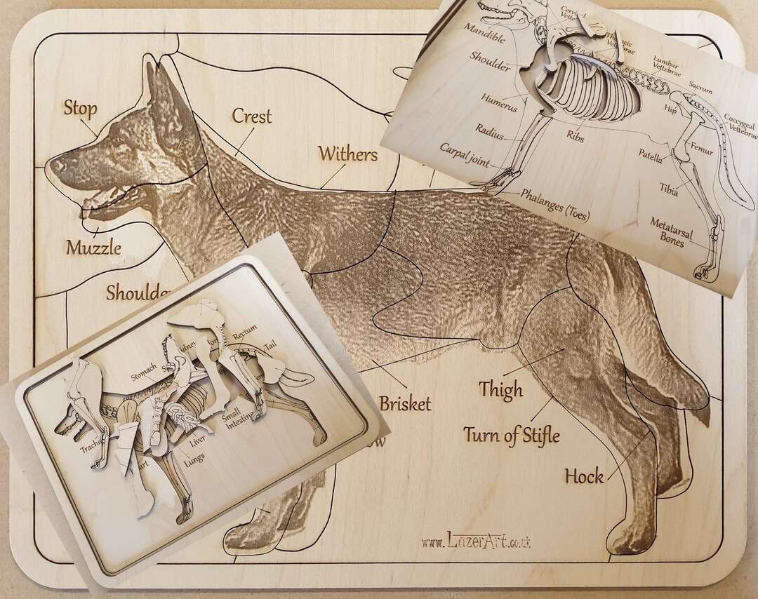 Dog Anatomy Multi Layer Puzzle, Educational, Laser Cut, Wood - Etsy