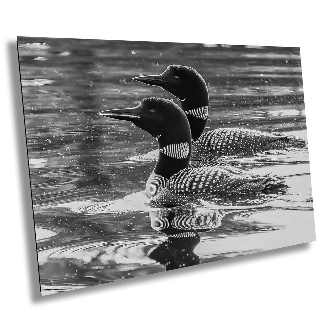 Loons on Lake Photo Print: Hudson Valley Wall Art - Etsy