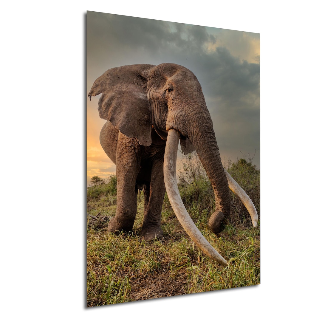Craig the Elephant Canvas Print: Amboseli National Park, Kenya - Etsy