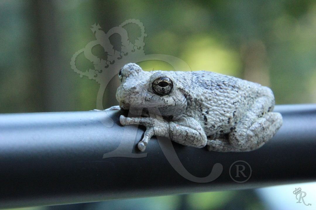 Gray Tree Frog - Lounging - Etsy