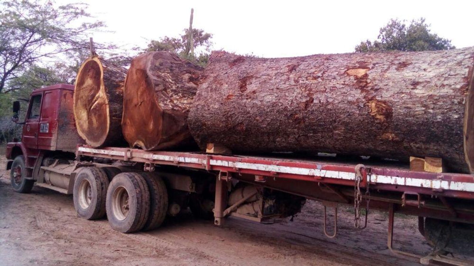 SUAR SLAB I Raw Wood / Trunk Wood / Amber Wood / Live Edge Slab / SAMAN ...