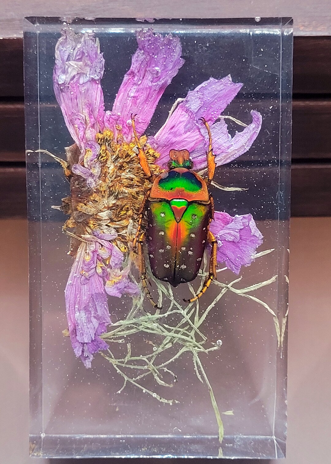 Beetle Resin Display - Etsy