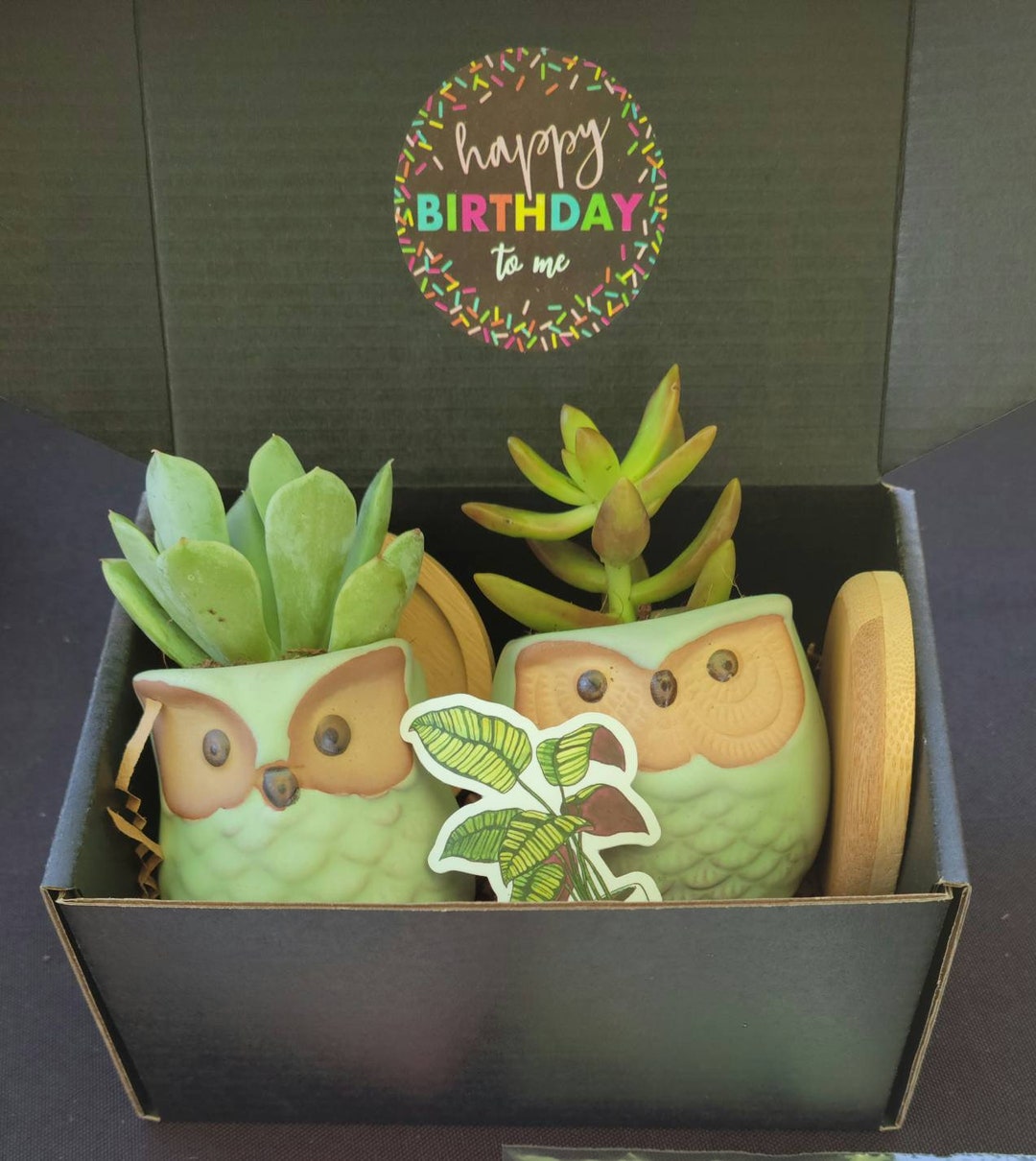 Succulent Gift Box - Etsy
