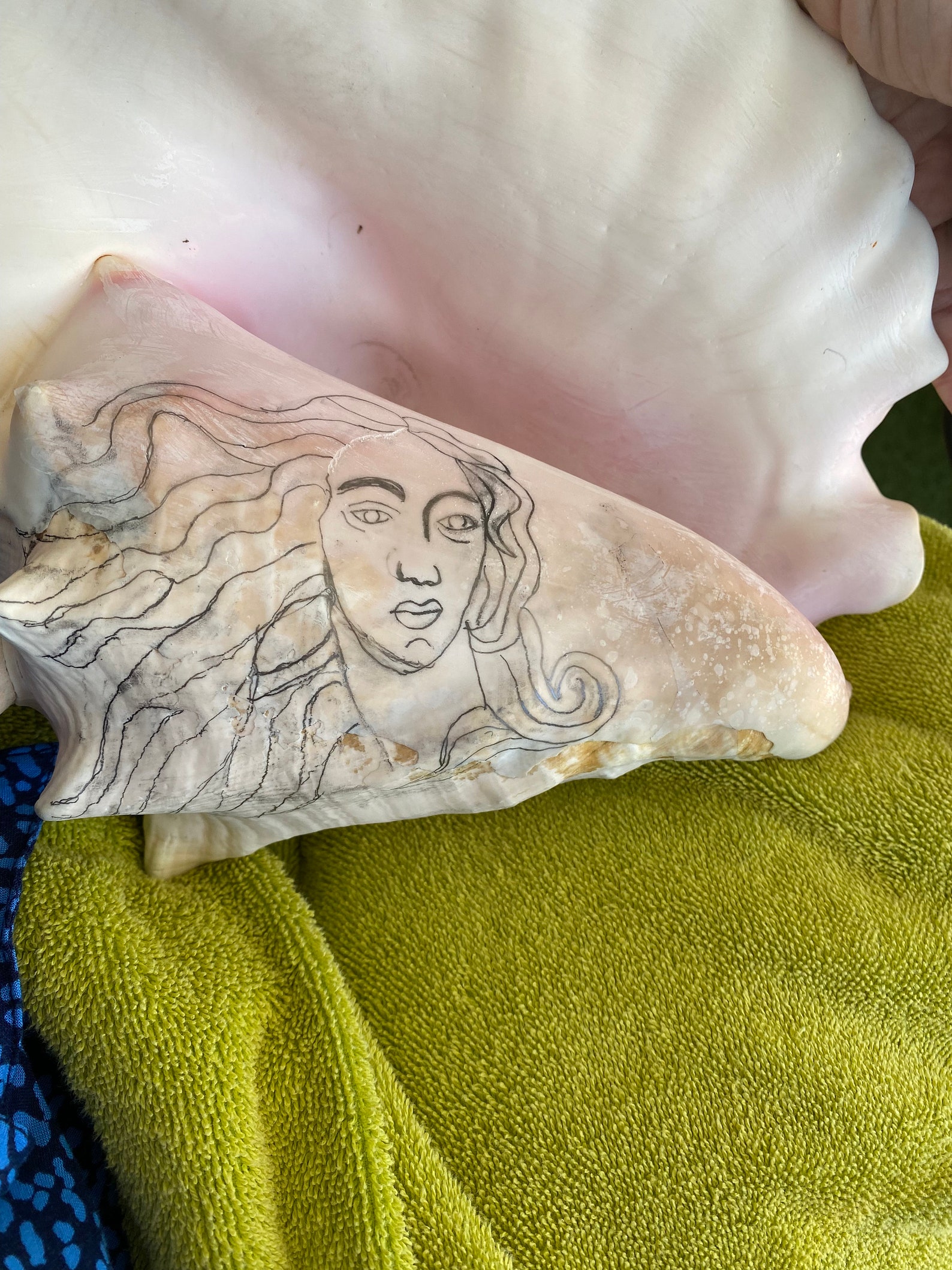 Hand Carved Queen Conch Shell - Etsy