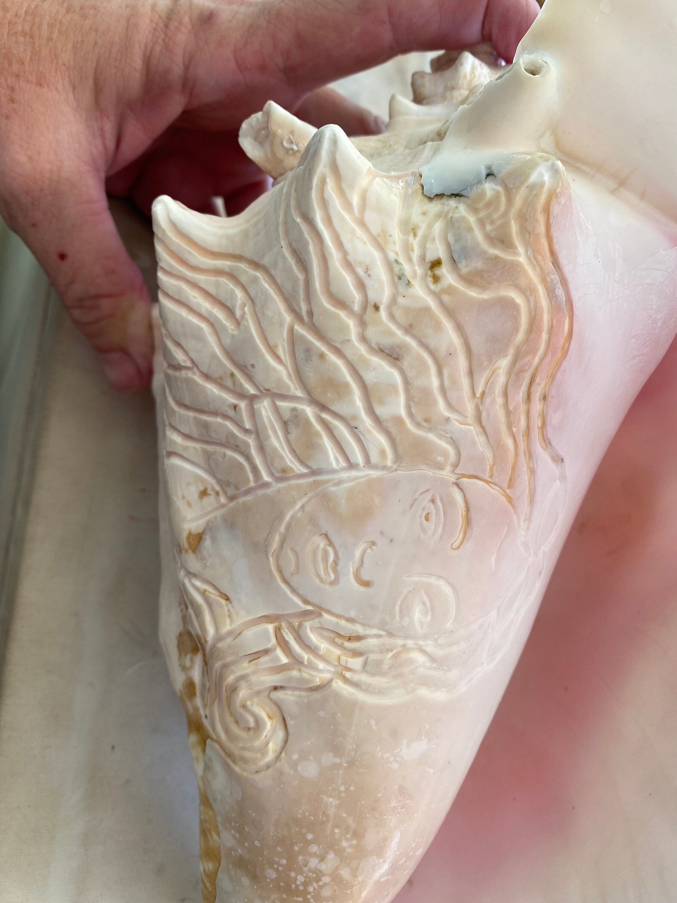Hand Carved Queen Conch Shell - Etsy
