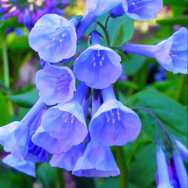 Mertensia Virginia - Etsy