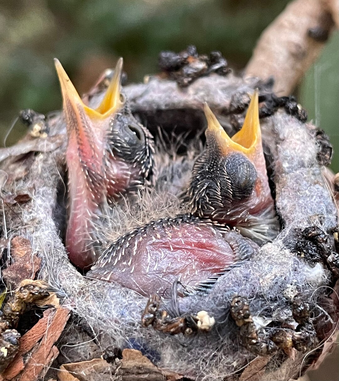 Photo of Baby Hummingbirds - Etsy