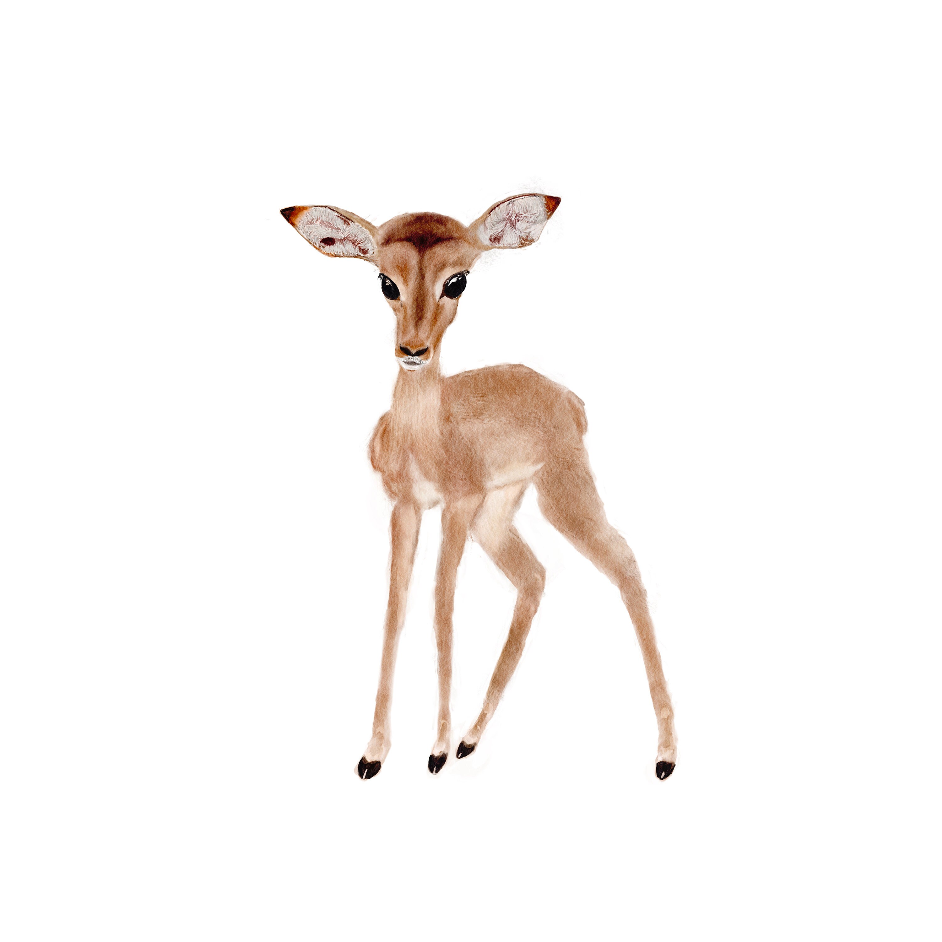 Baby Impala Animal
