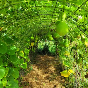 Bluebird on Branch Pyrography Gourd - Etsy