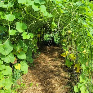 Blue Venetian Birdhouse Gourd - Etsy