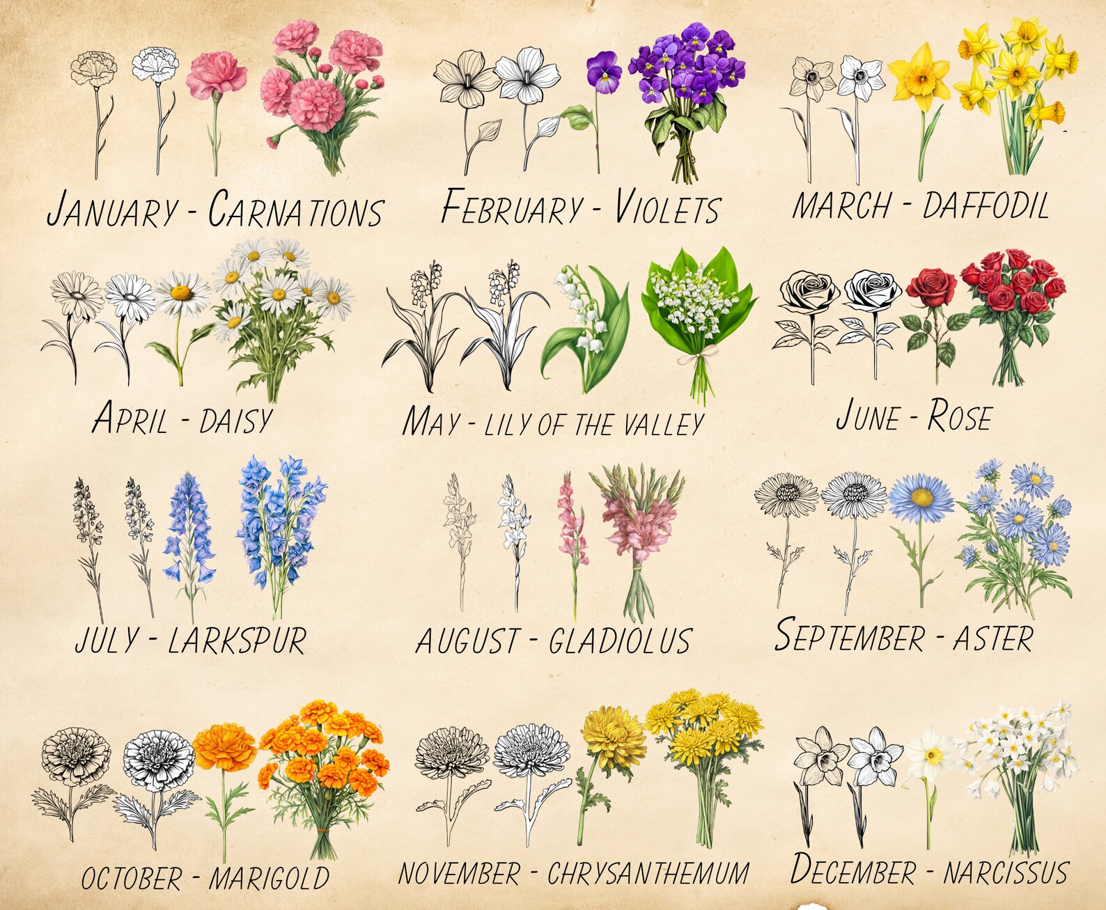 Hand-drawn Birth Flower Clipart Bundle, Color Single Birth Flowers PNG ...