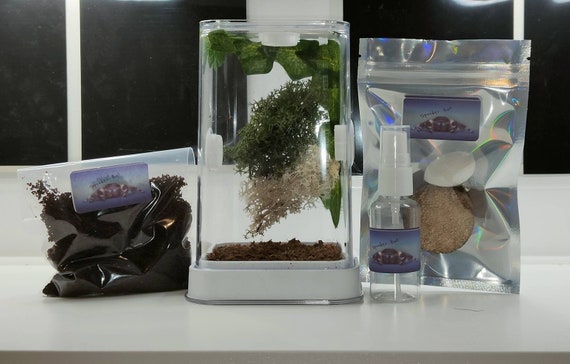 Jumping Spider Set up green and Natural Moss - Etsy