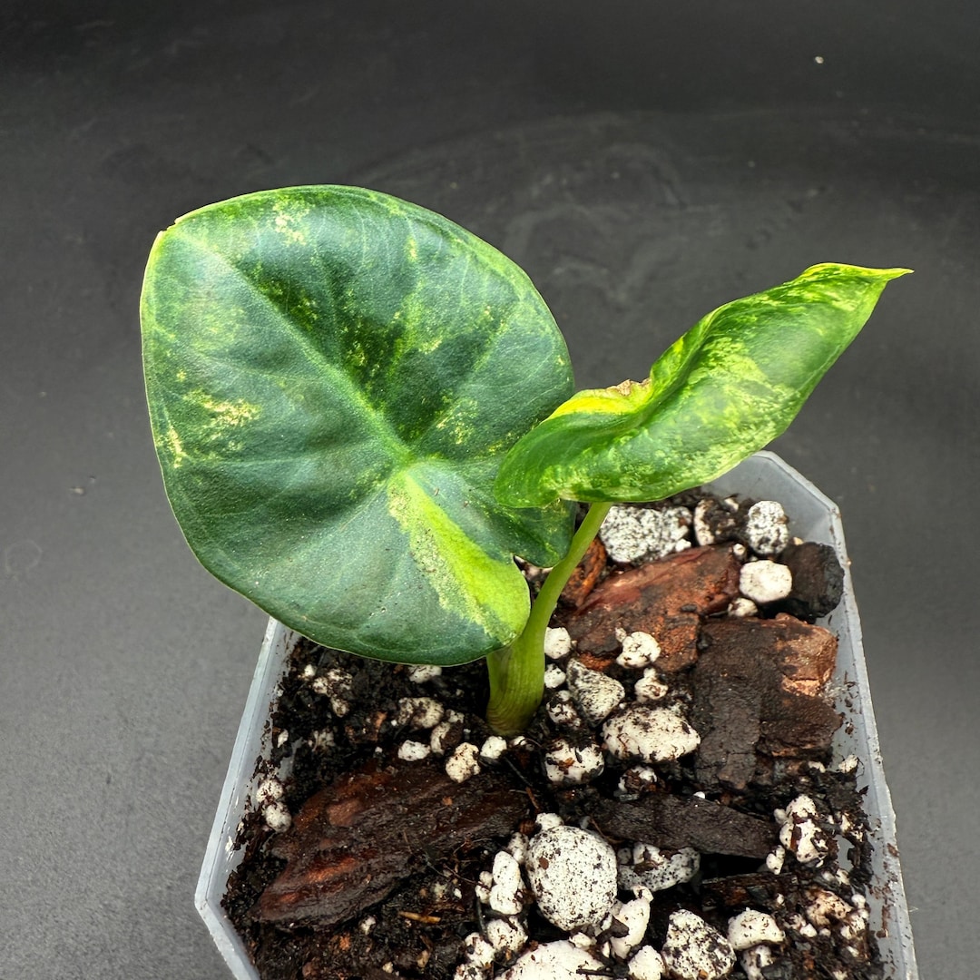 Alocasia 'regal Shields' Aurea Variegated - Etsy