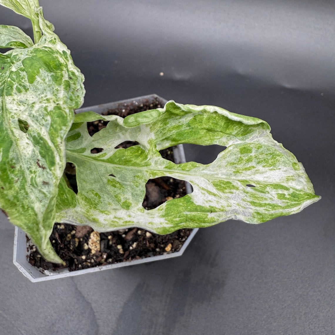 Monstera Adansonii Laniata Mottled Mint - Etsy