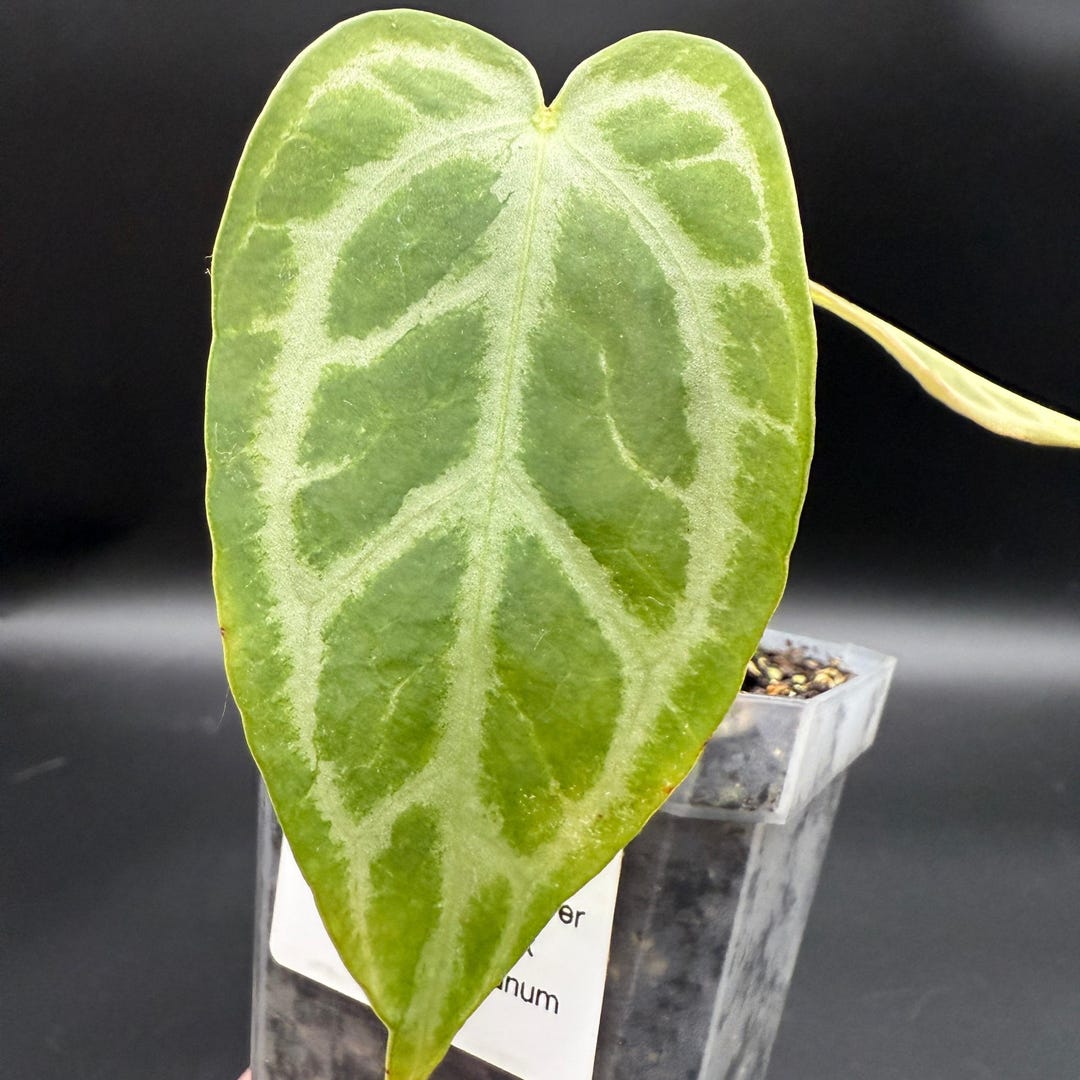 Anthurium silver Chrome X Warocqueanum - Etsy