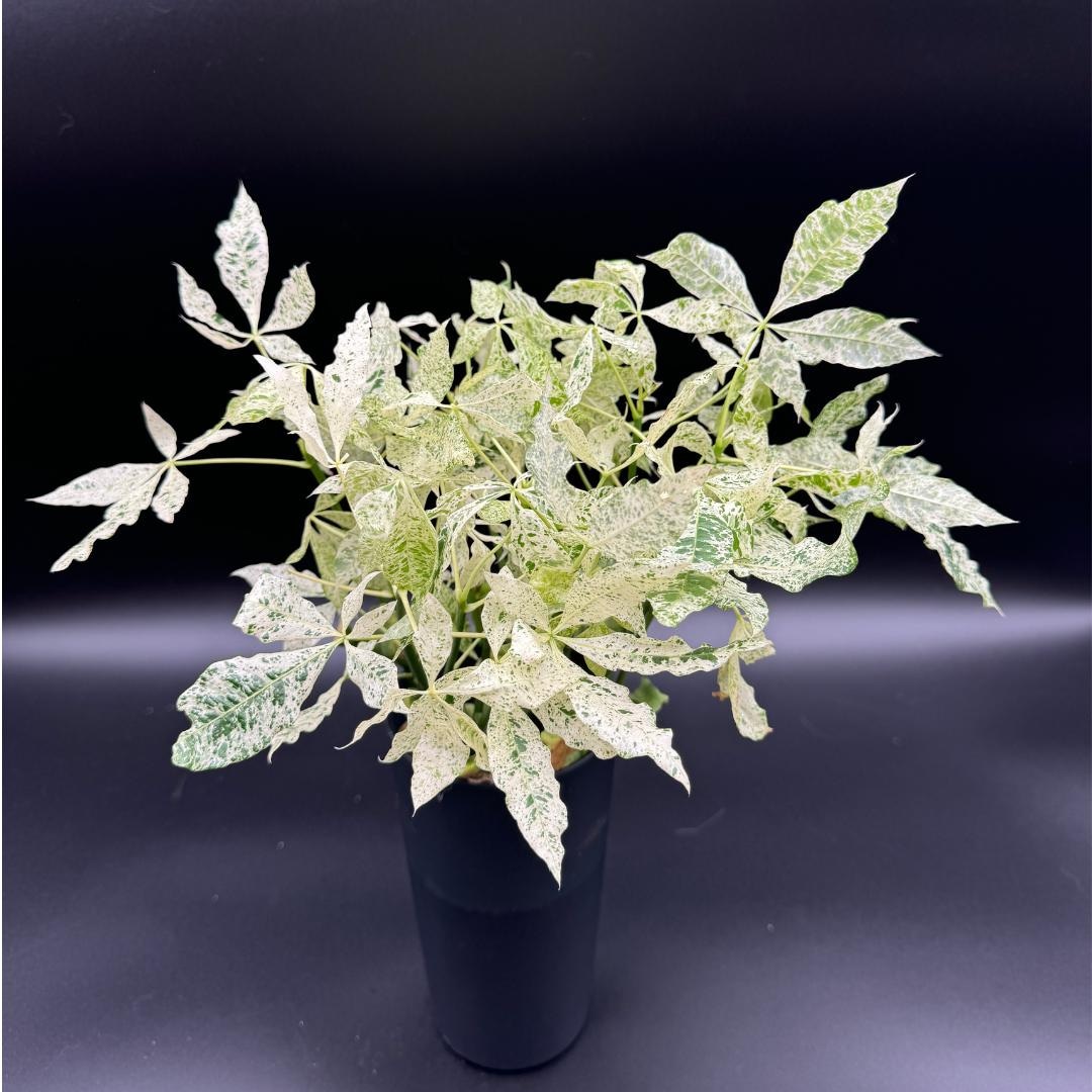 Pachira Glabra milky Way Money Tree Lightly Rooted - Etsy