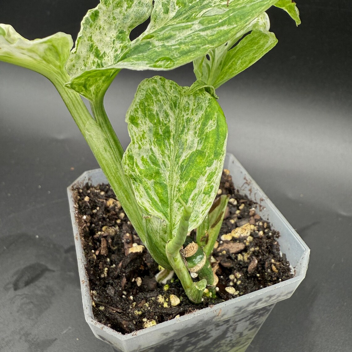 Monstera Adansonii Laniata Mottled Mint - Etsy